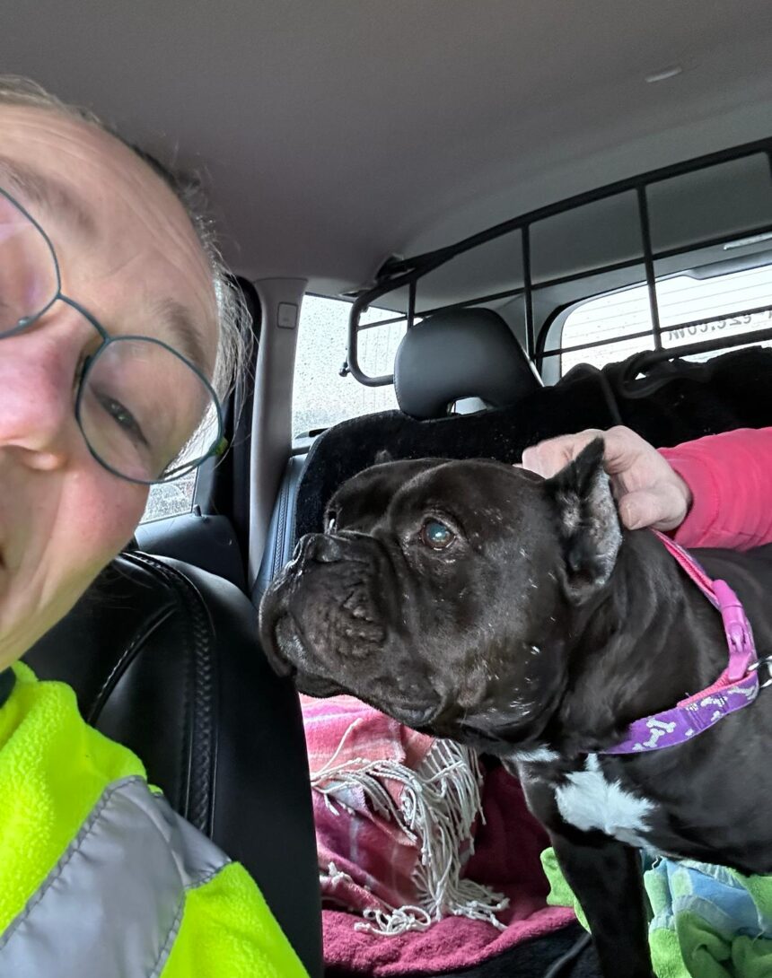 Pet Transport – Brizy – ZOOM-eze – Your Dog’s Best Friend